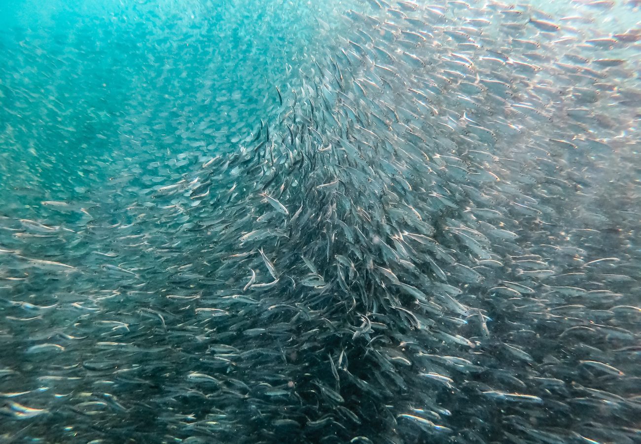 Ocean recovery: facts & figures - Surfers Against Sewage